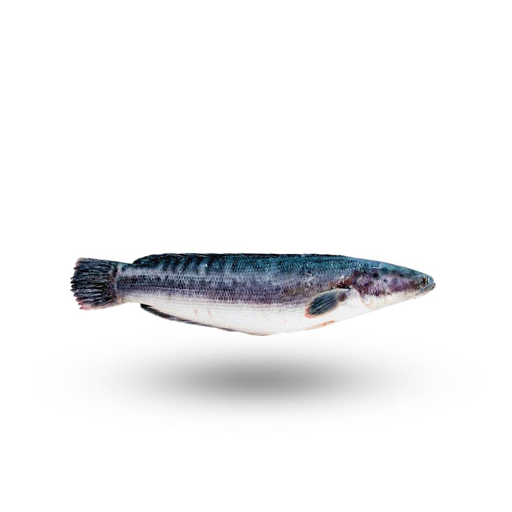 Toman Fish 多曼魚 200g